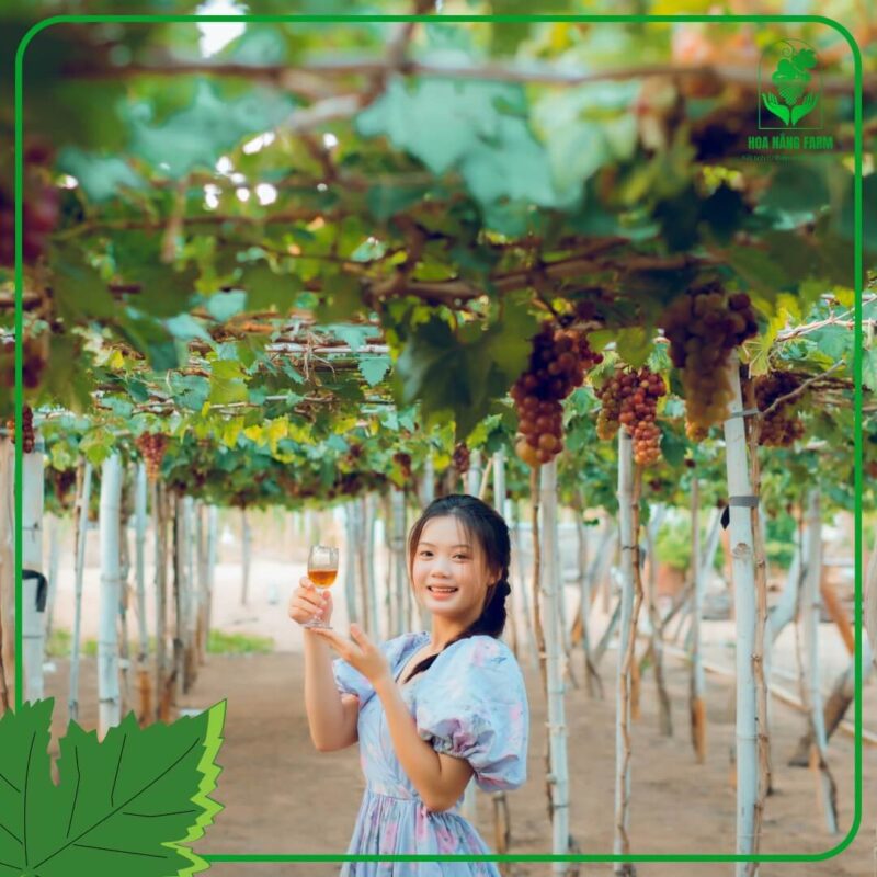 Nho đỏ Thái An Hoa Nắng Farm đặc sản trứ danh Ninh Thuận