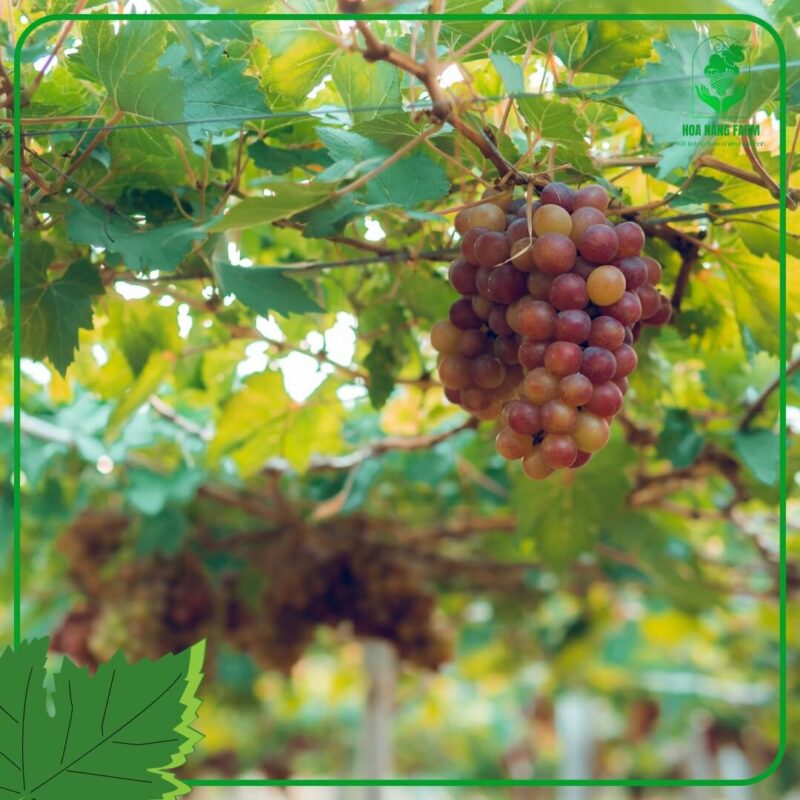 Nho đỏ Thái An Hoa Nắng Farm đặc sản trứ danh Ninh Thuận
